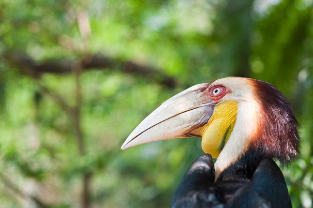 Who Makes The Best Binoculars For Birding Who Makes The Best Binoculars For Birding